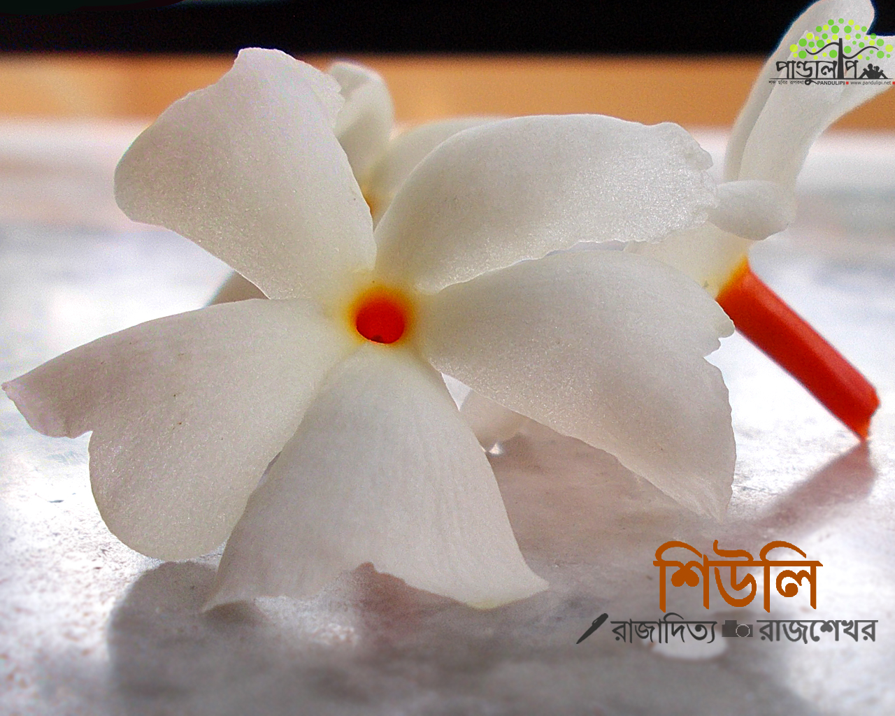 শিউলি | pandulipi | पांडुलिपि | পাণ্ডুলিপি | Read Stories, গল্প, Poem ...